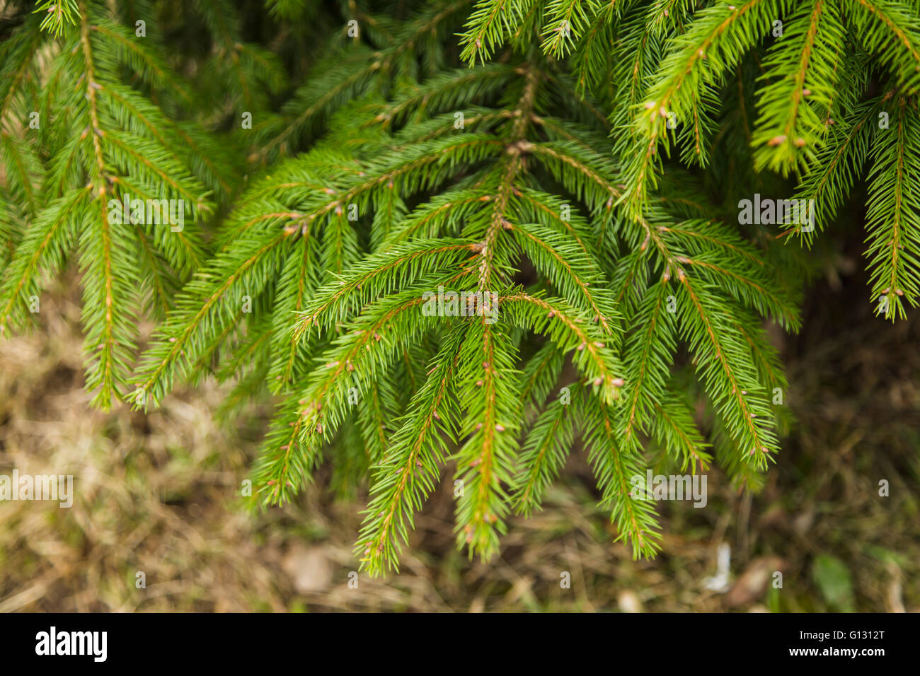 Branches of fir tree, spring in forest Stock Photo - Alamy