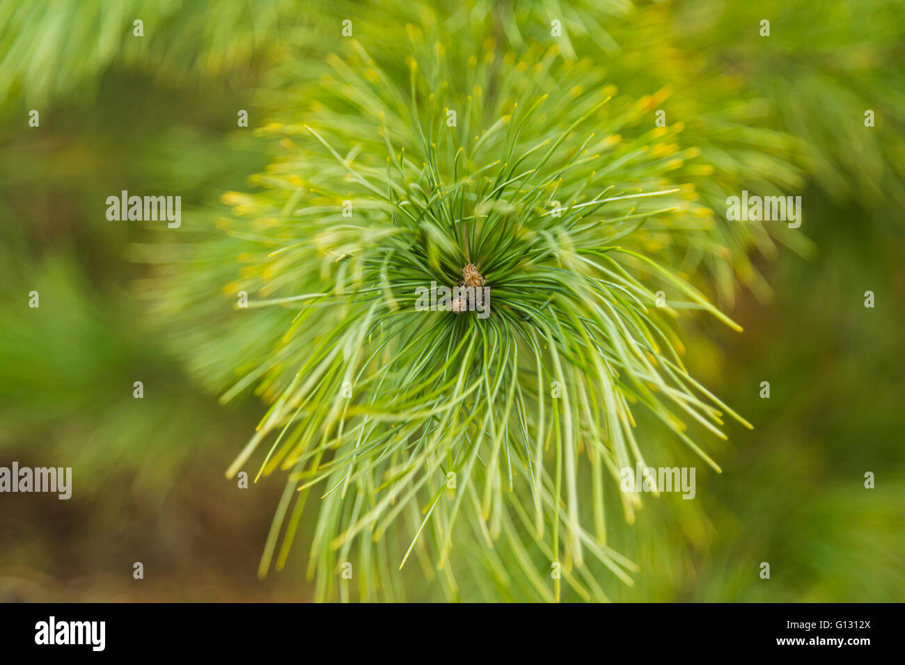 Branches of fir tree, spring in forest Stock Photo - Alamy
