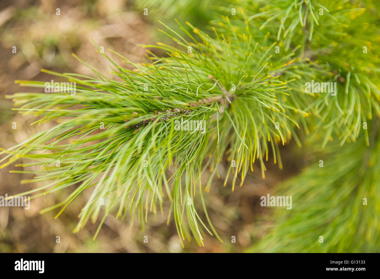 Branches of fir tree, spring in forest Stock Photo - Alamy