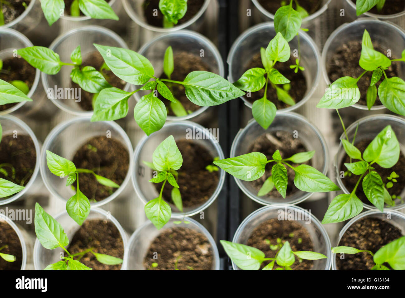 Sprout of green pepper Stock Photo - Alamy