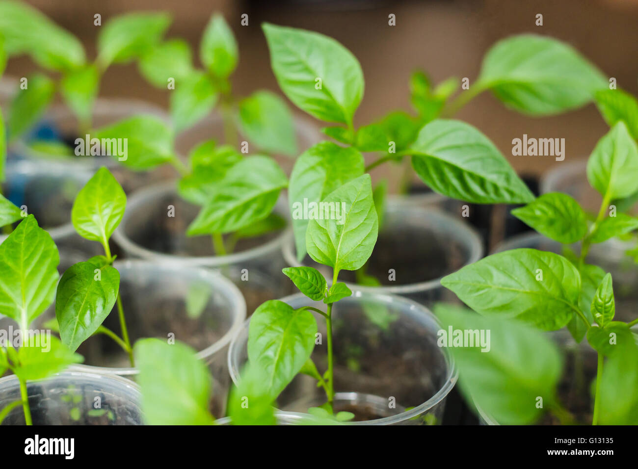 Sprout of green pepper Stock Photo - Alamy