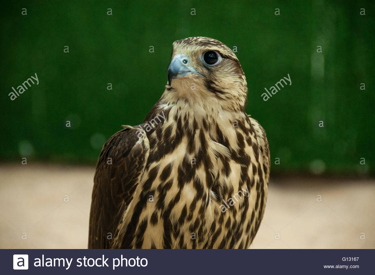 Falcon Qatar Stock Photos & Falcon Qatar Stock Images - Alamy