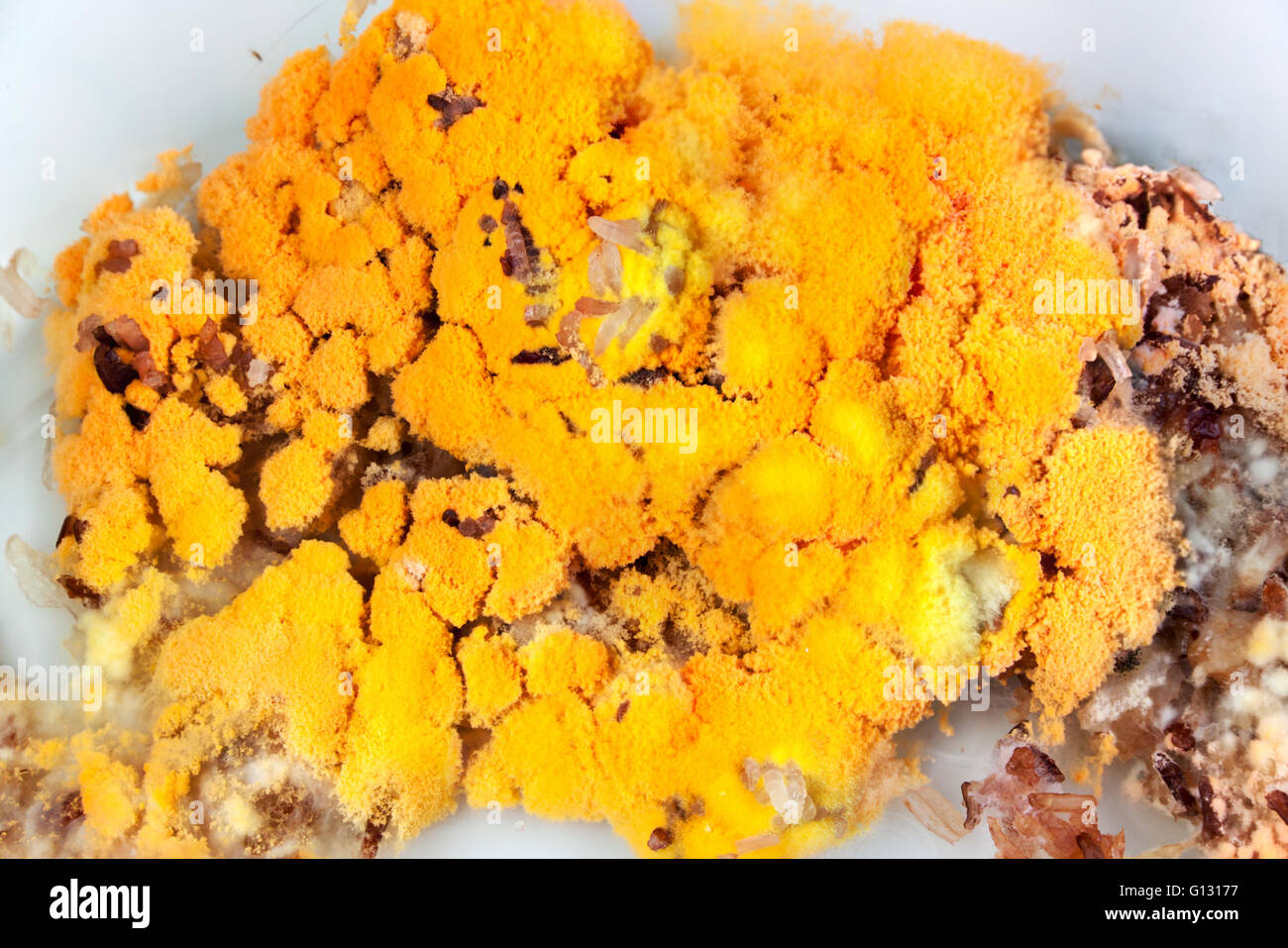 Orange brown spores hi-res stock photography and images - Alamy
