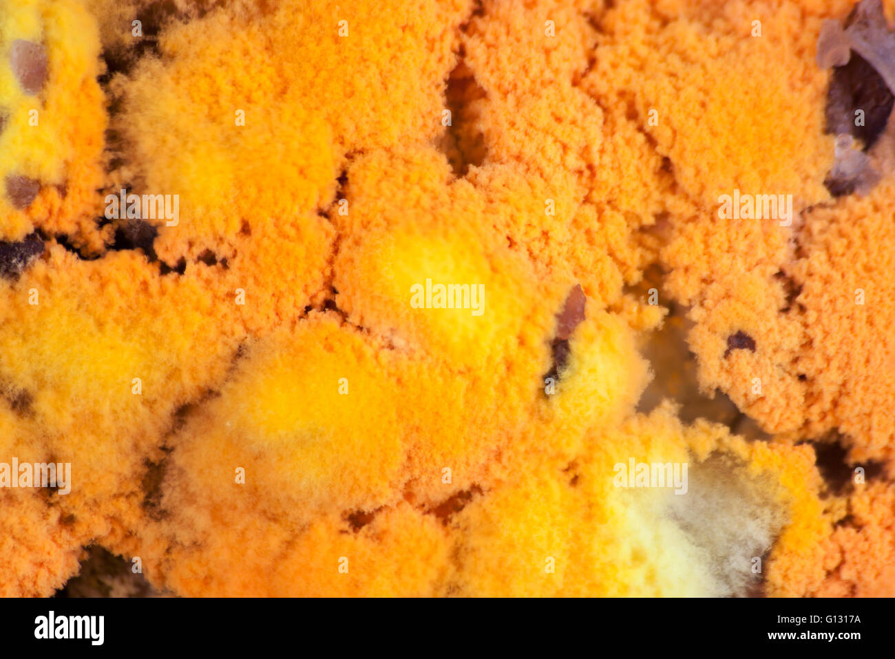 Mold growing rapidly on moldy rice in yellow and orange spores Stock ...