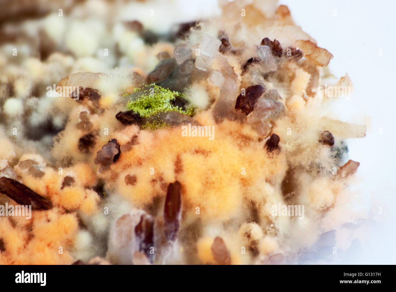 Rice mould hi-res stock photography and images - Alamy