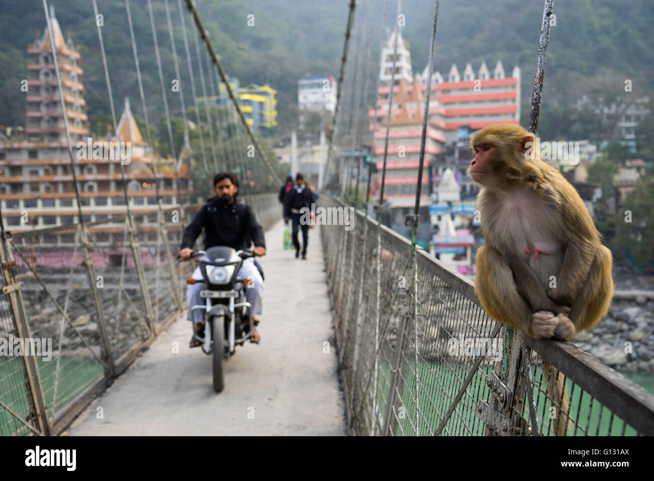 Monkey bridge hi-res stock photography and images - Alamy