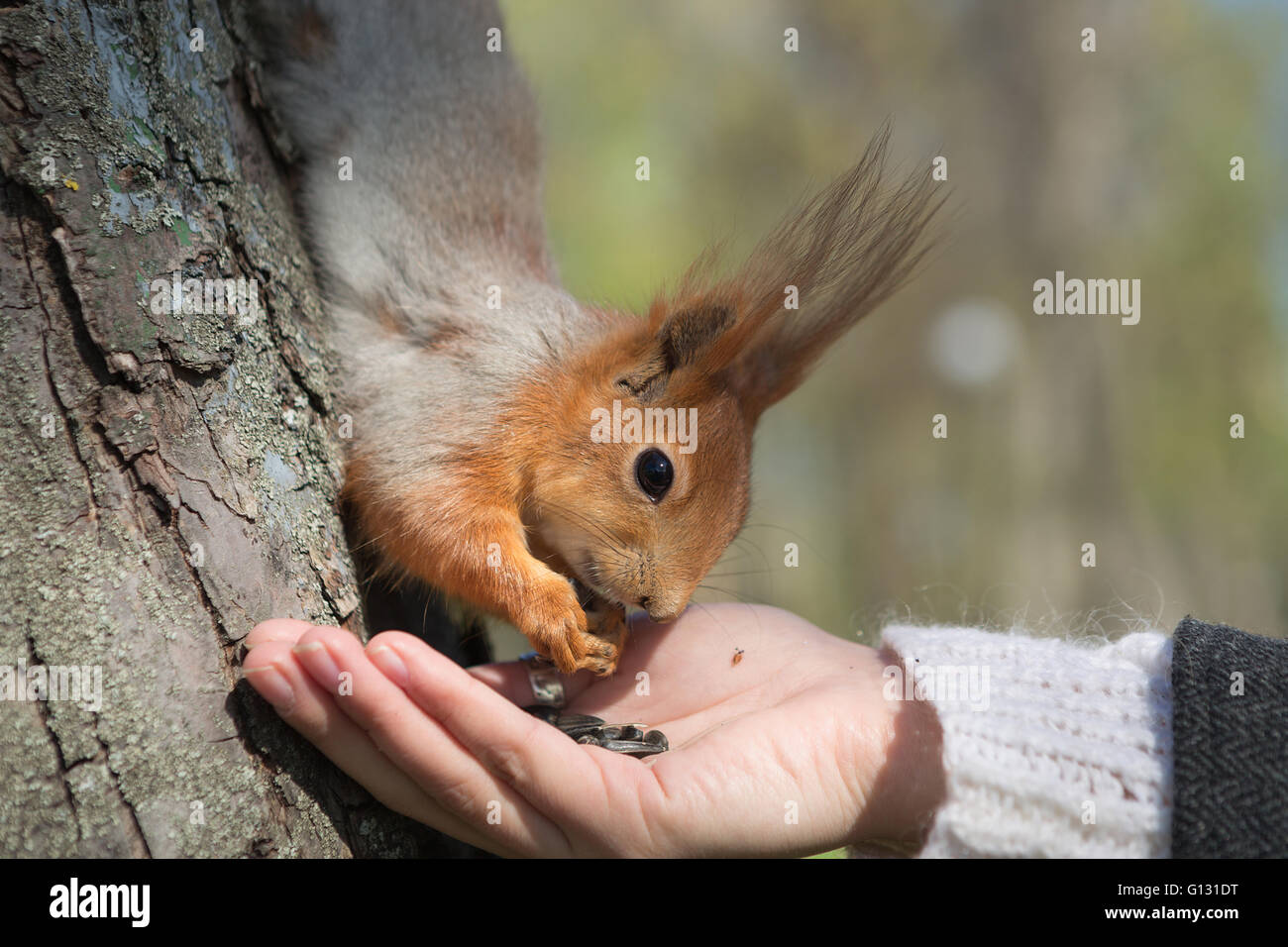 squirrel eating from hands Stock Photo - Alamy