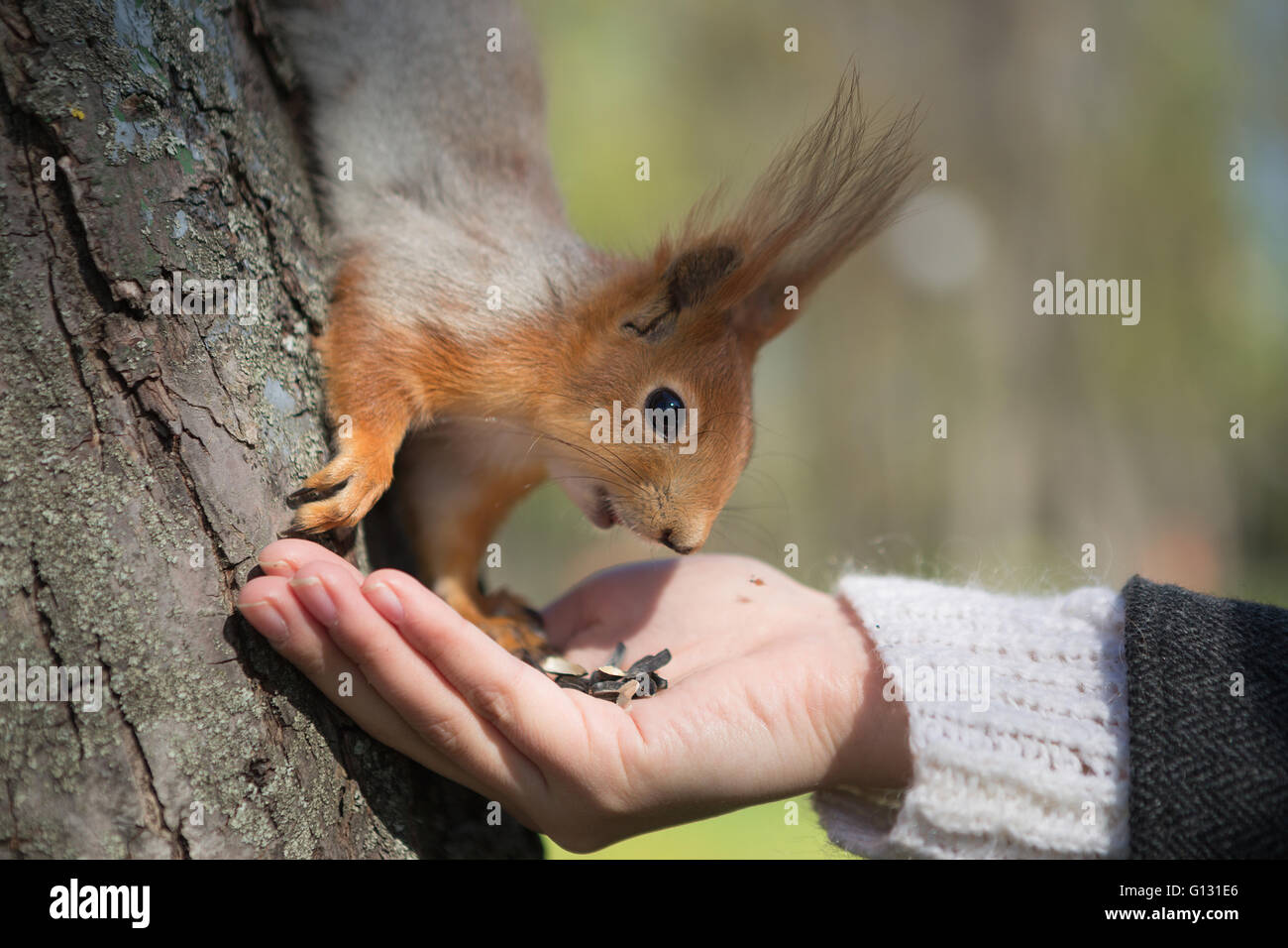 Eating from the hands hi-res stock photography and images - Alamy
