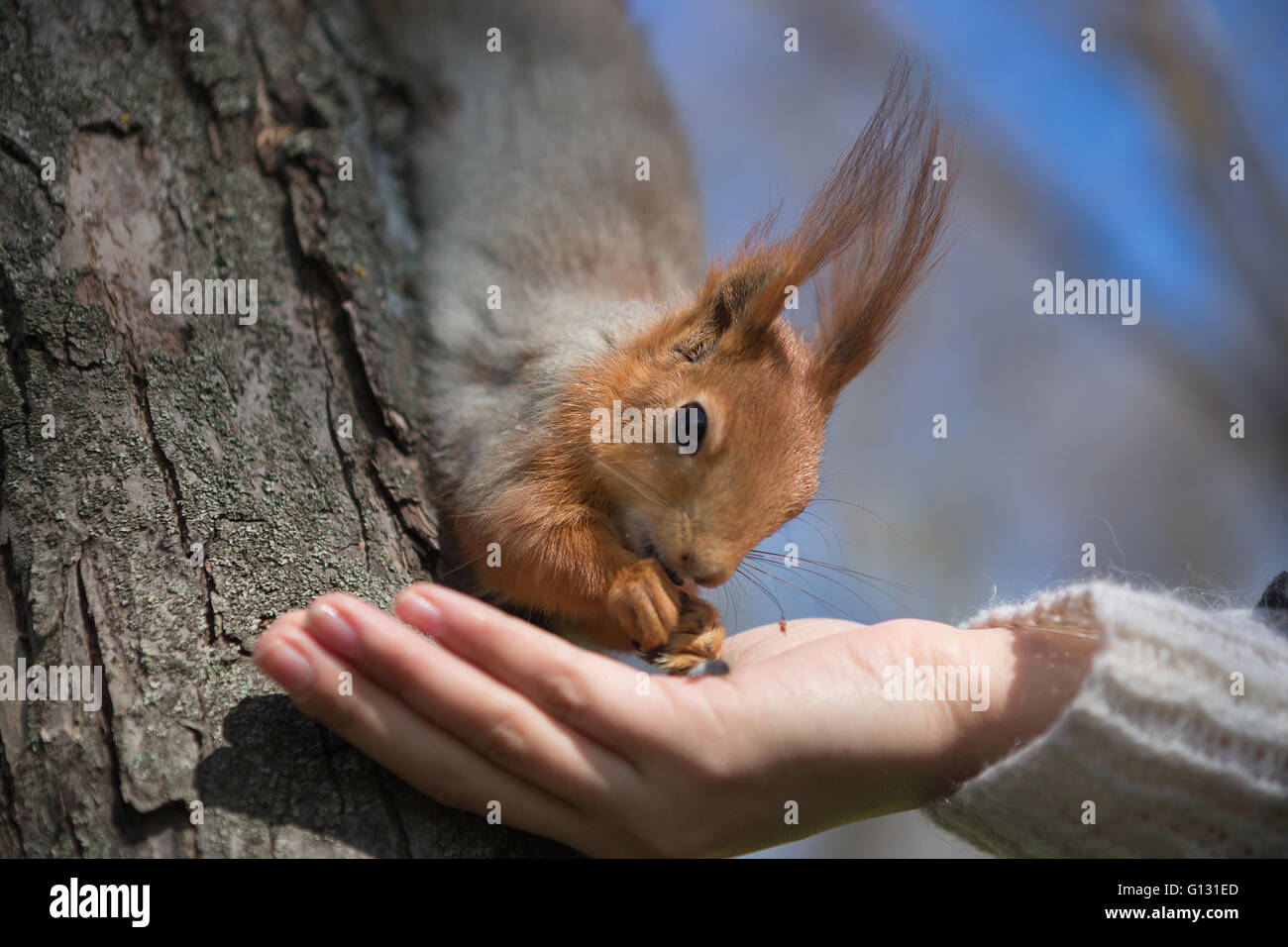 squirrel eating from hands Stock Photo - Alamy