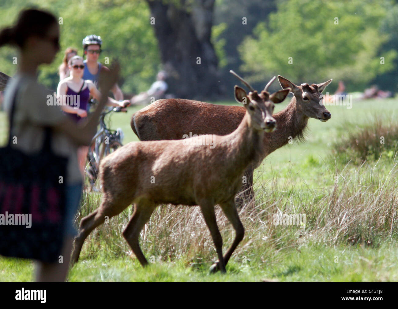 Smart deer hi-res stock photography and images - Alamy