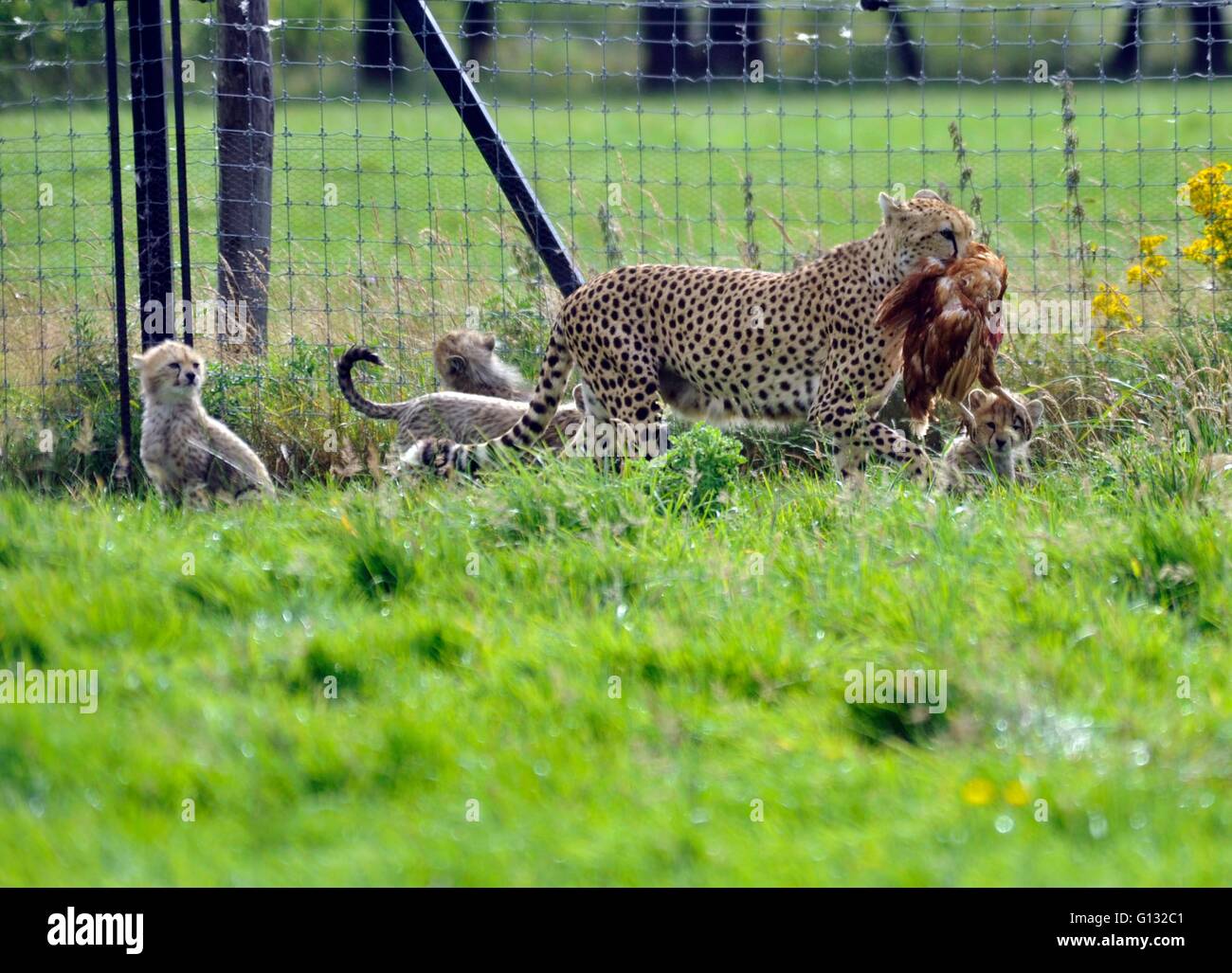 Northern cheetah and cubs at whipsnade zoo hi-res stock photography and ...
