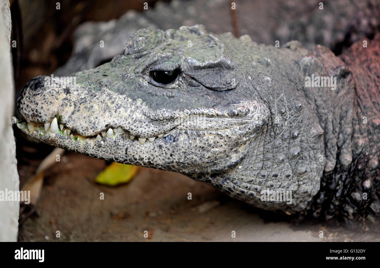True crocodiles hi-res stock photography and images - Alamy