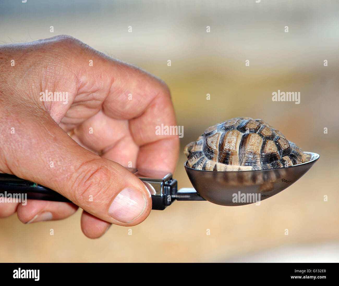 Egyptian tortoise hi-res stock photography and images - Alamy