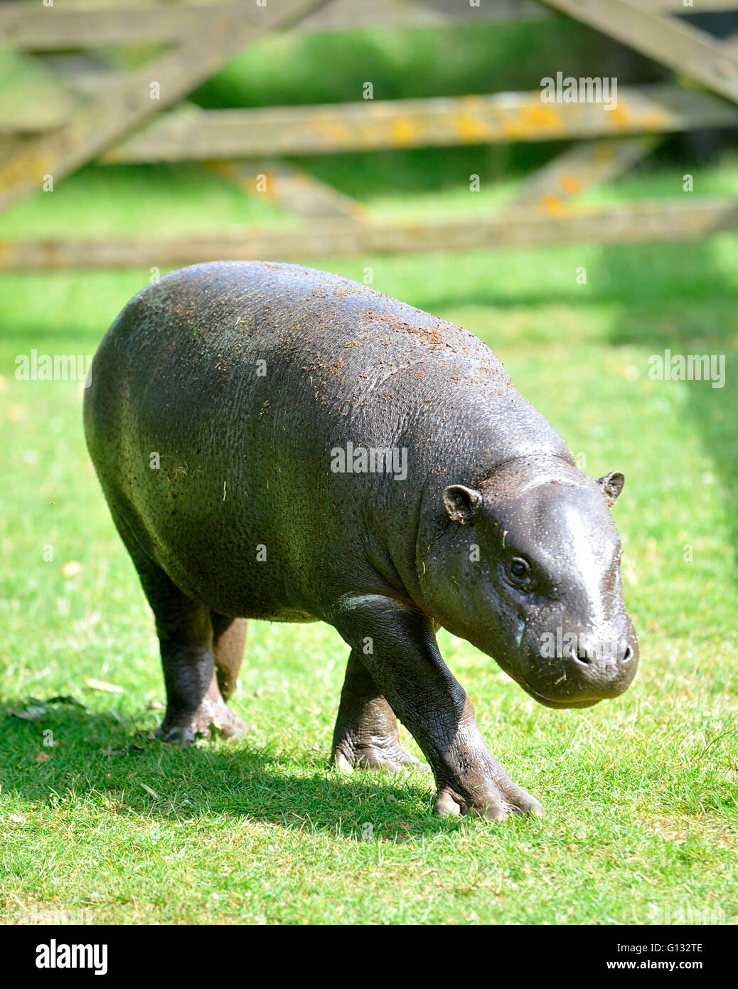 baby Pygmy Hippo at ZSL Whipsnade Zoo Stock Photo - Alamy