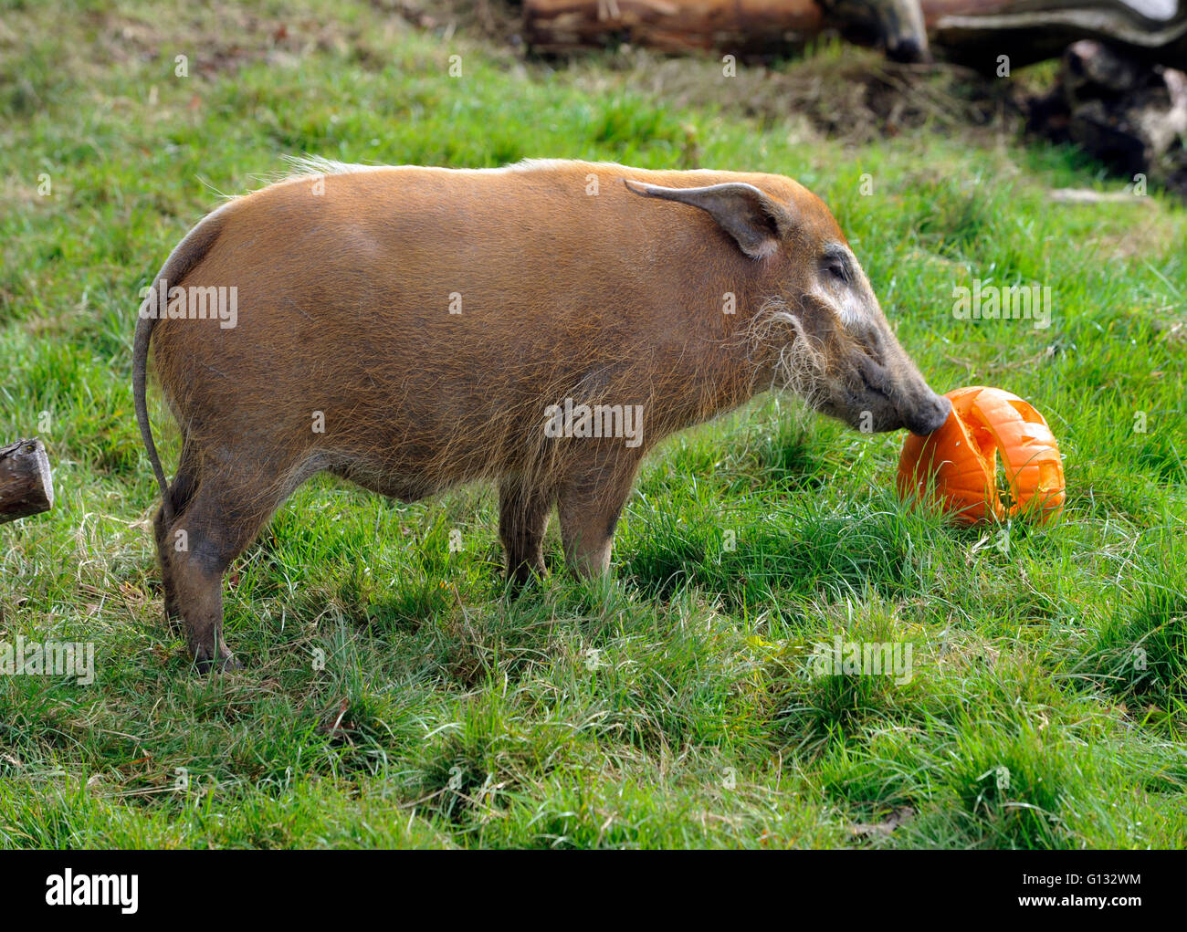 Red River Hogs at ZSL Whipsnade Zoo will be getting their fangs into ...