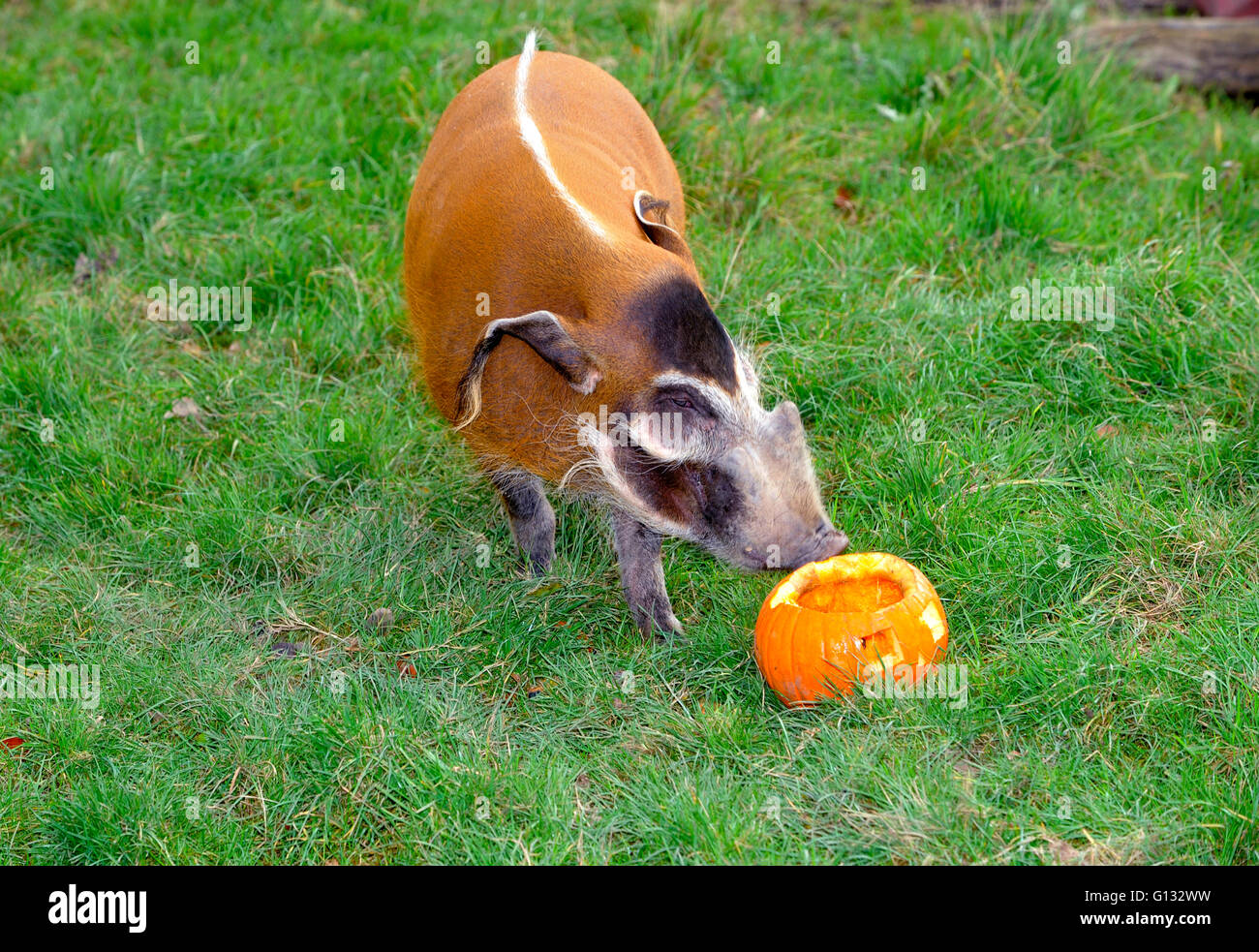 Red River Hogs at ZSL Whipsnade Zoo eating pumpkins Stock Photo - Alamy
