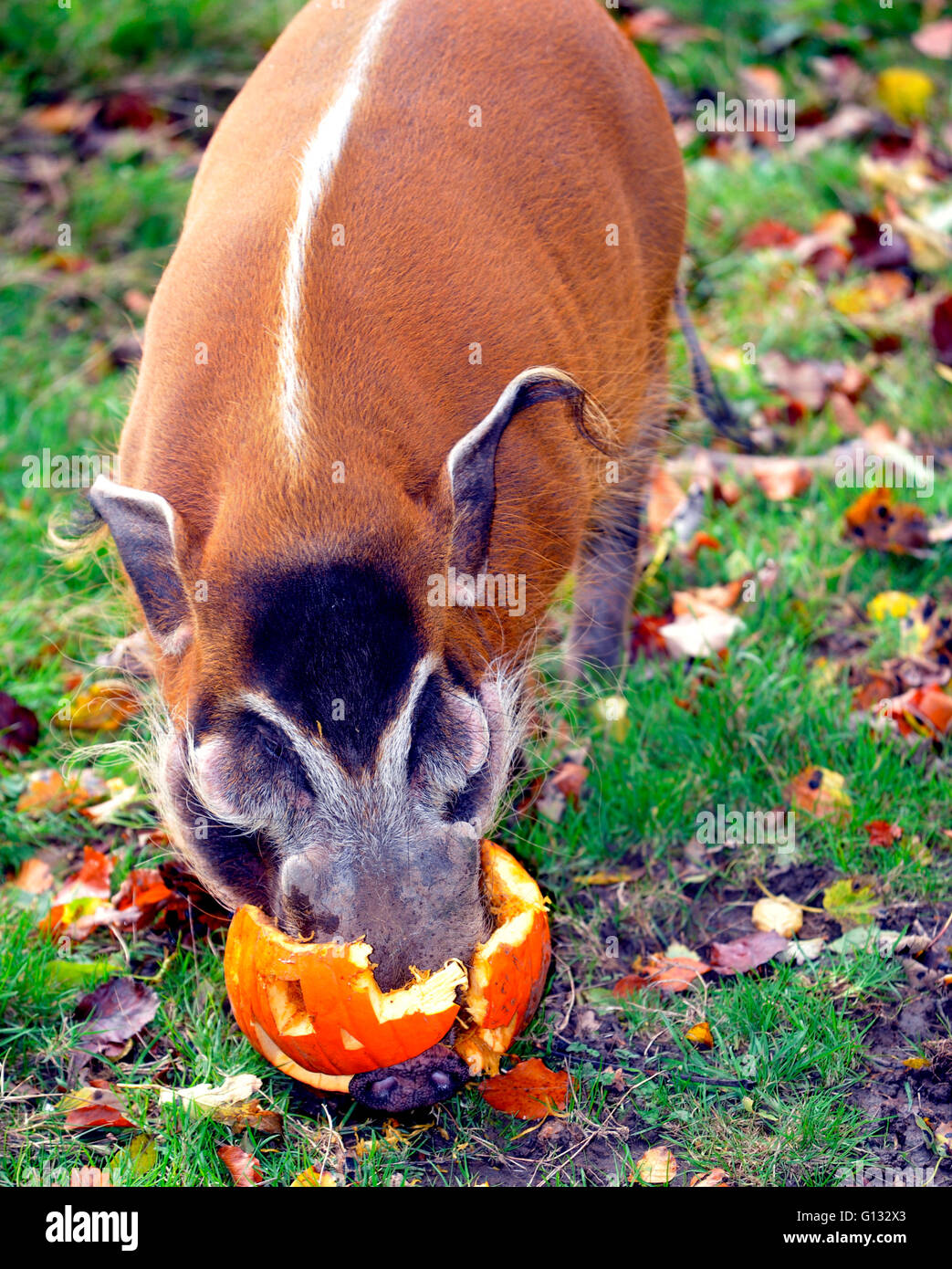 Red River Hogs at ZSL Whipsnade Zoo eating pumpkins Stock Photo - Alamy