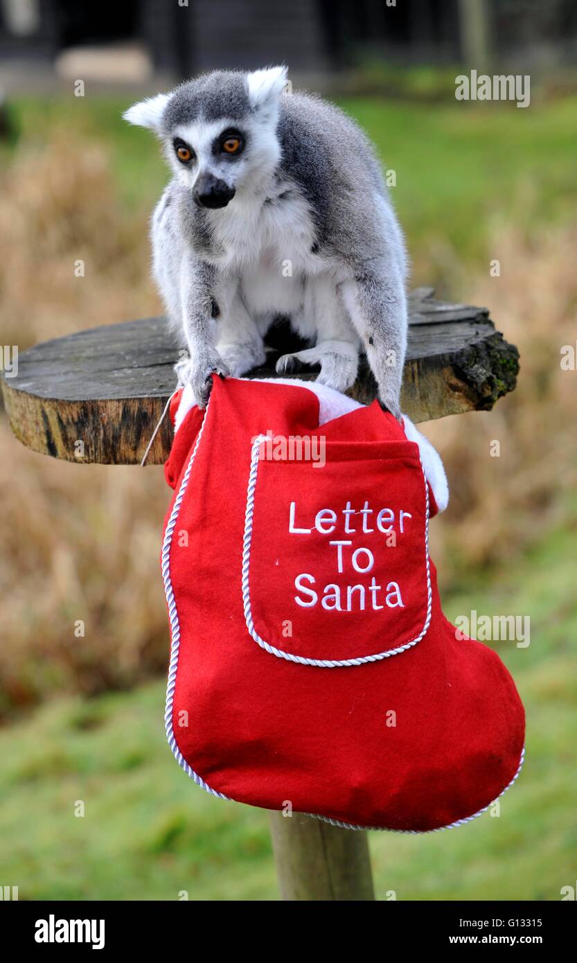 Zoo animals waking up hi-res stock photography and images - Alamy