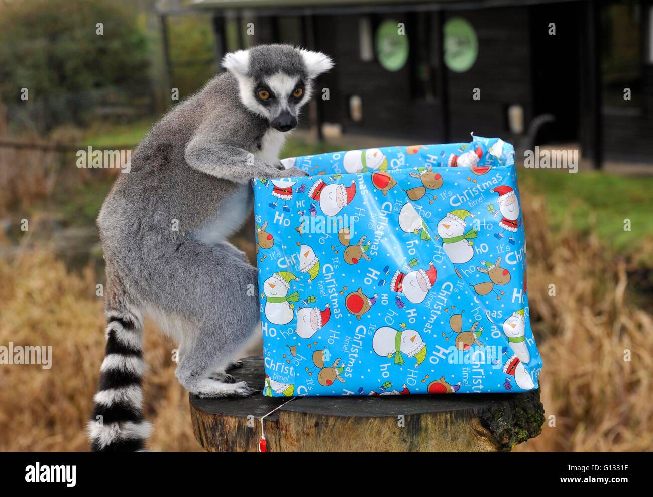 Zoo animals waking up hi-res stock photography and images - Alamy