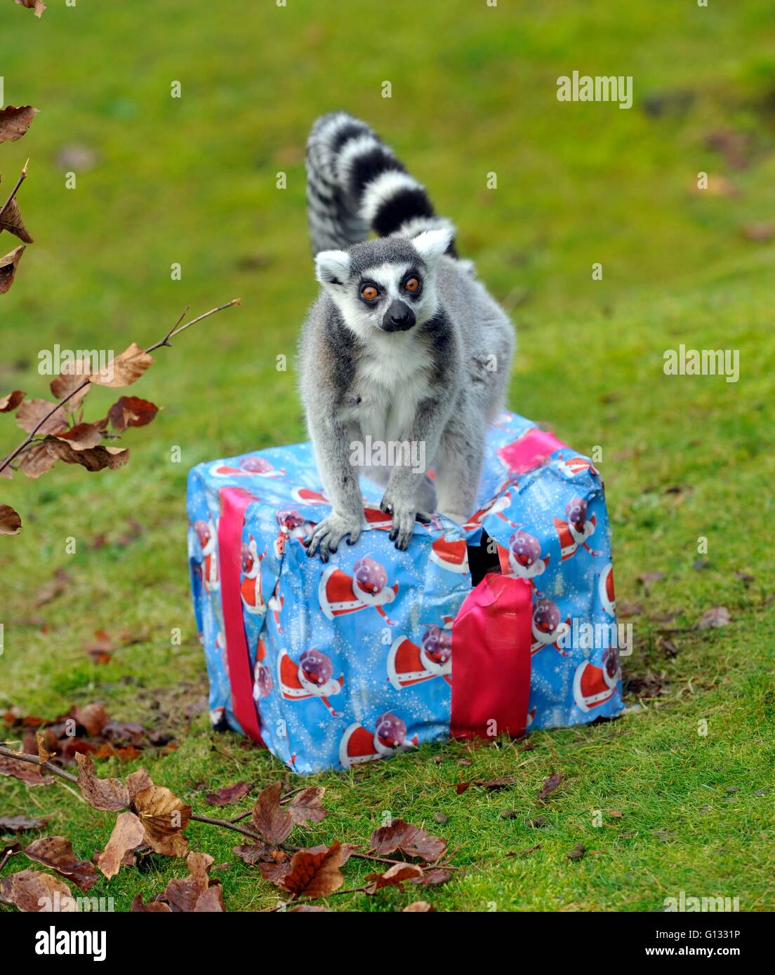 Zoo animals waking up hi-res stock photography and images - Alamy