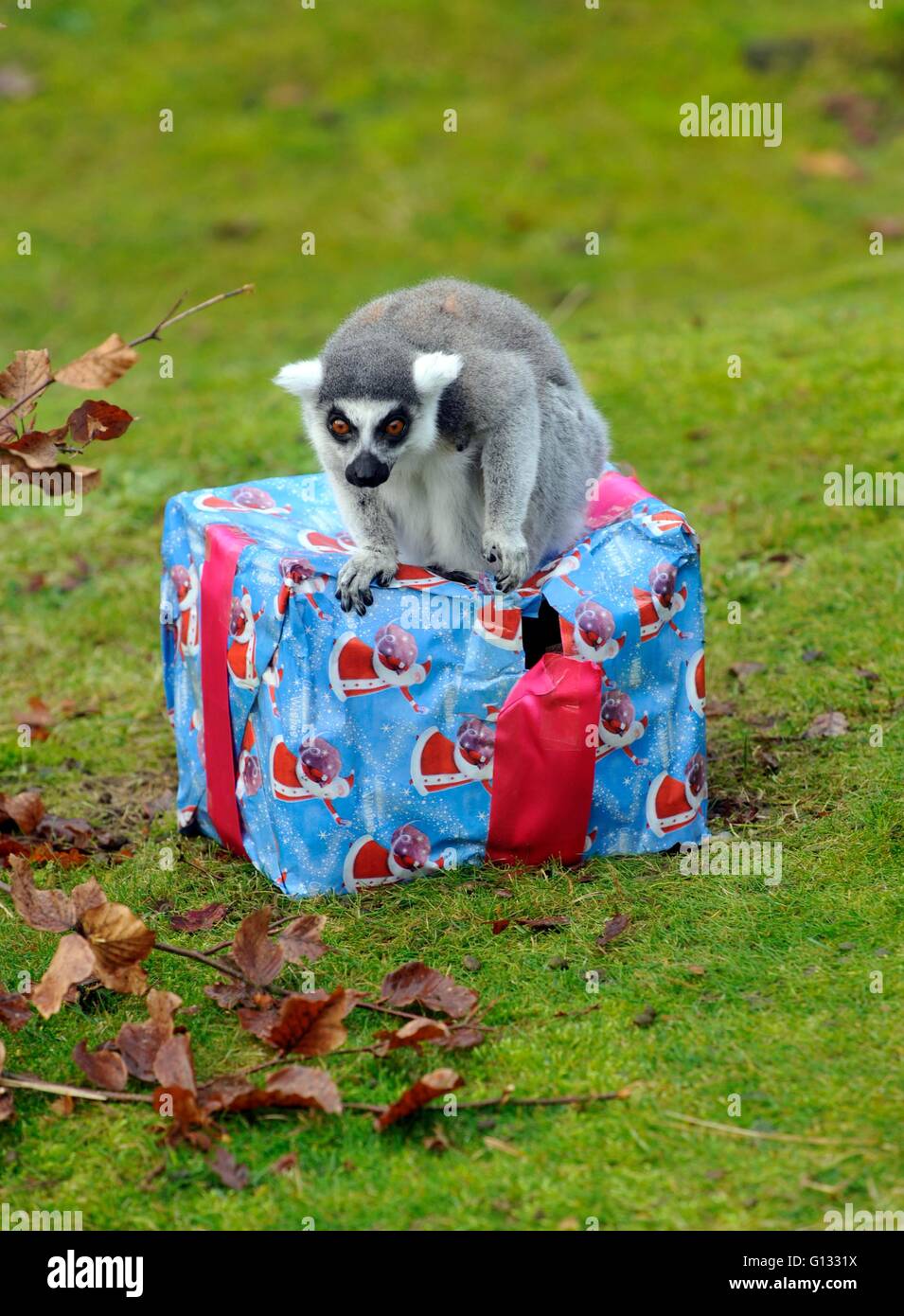 Zoo animals waking up hi-res stock photography and images - Alamy