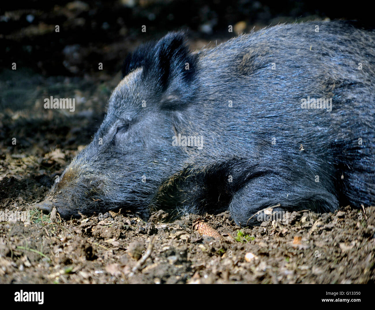 the Wild boar at ZSL Whipsnade Zoo enjoy the first day of the summer ...