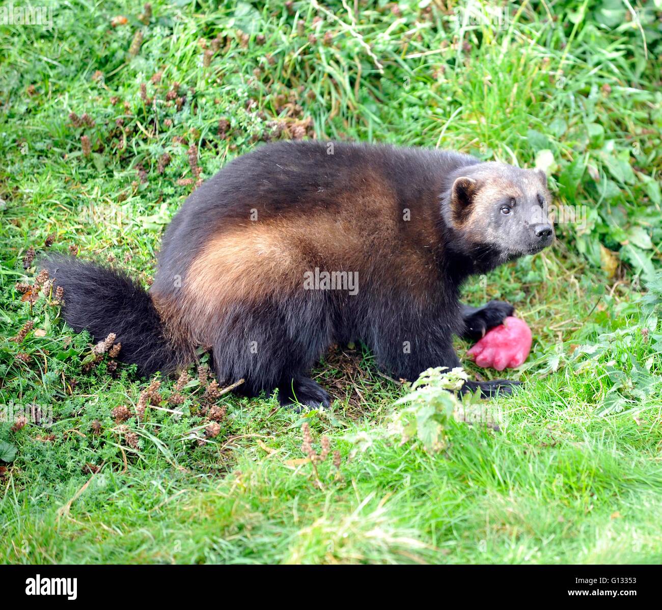 ZSL Whipsnade Zoo’s animals are tucking into Halloween-inspired treats ...