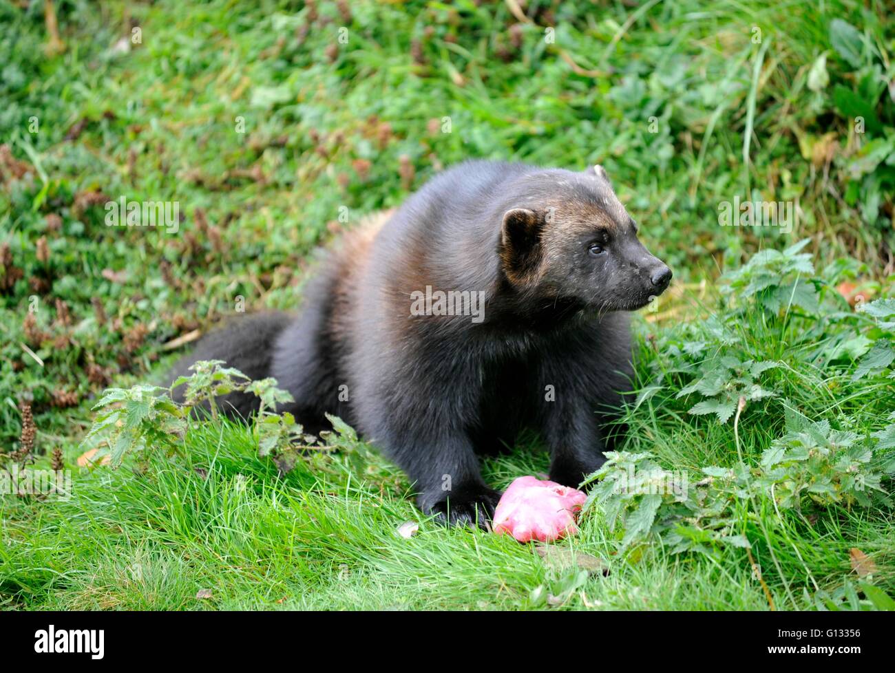 ZSL Whipsnade Zoo’s animals are tucking into Halloween-inspired treats ...