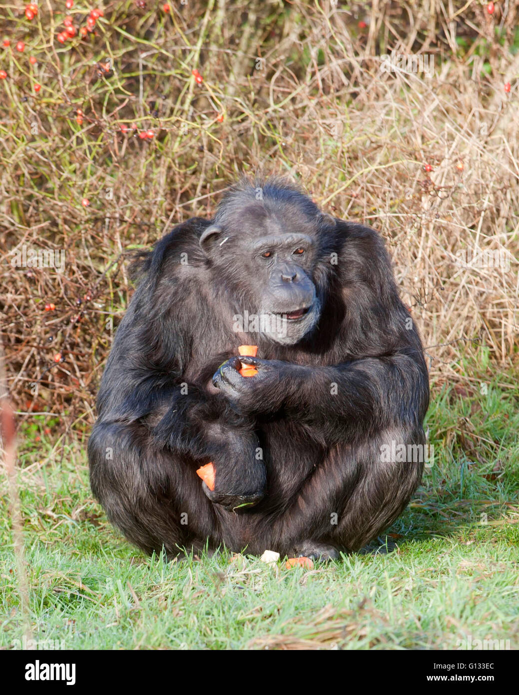 early Christmas for the chimpanzees with festive treats at ZSL ...