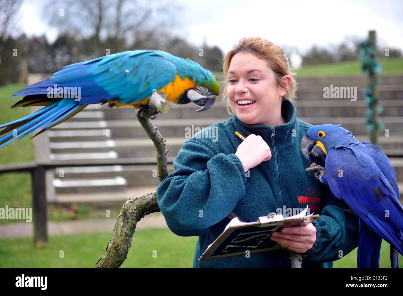 animals at zsl zoos Stock Photo - Alamy