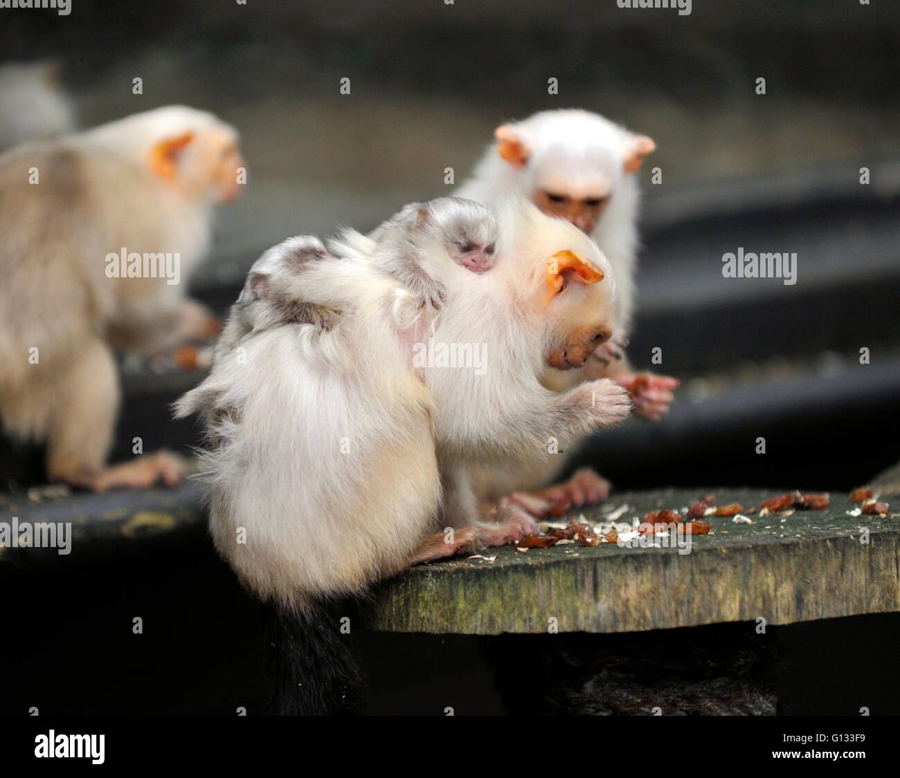 animals at zsl zoos Stock Photo - Alamy