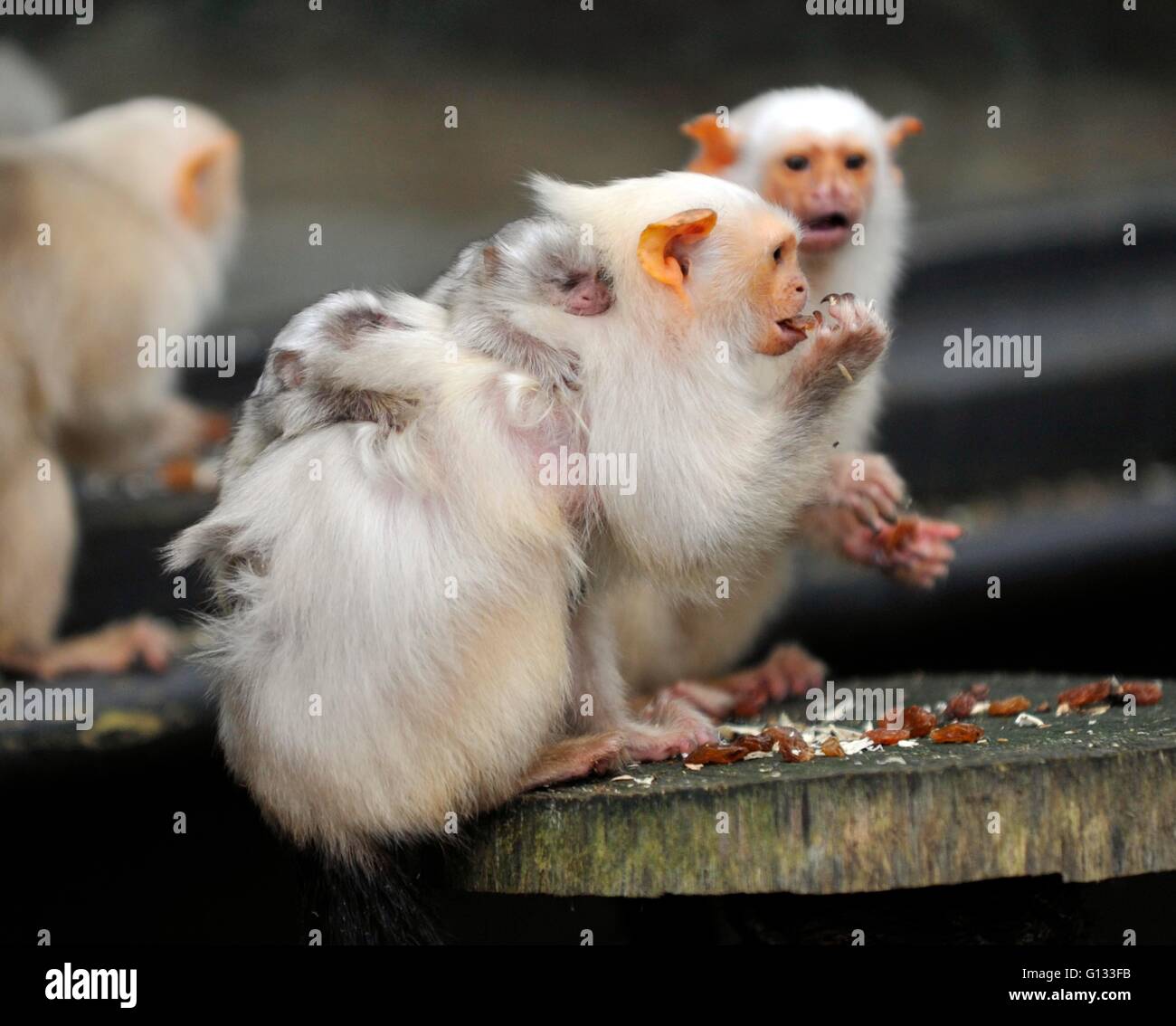 animals at zsl zoos Stock Photo - Alamy