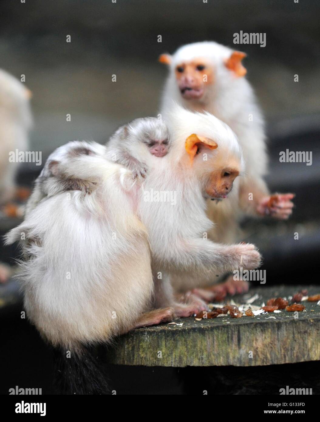 animals at zsl zoos Stock Photo - Alamy
