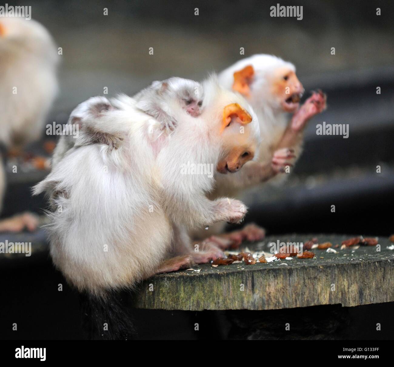 animals at zsl zoos Stock Photo - Alamy