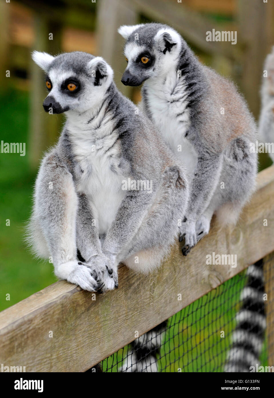 animals at zsl zoos Stock Photo - Alamy