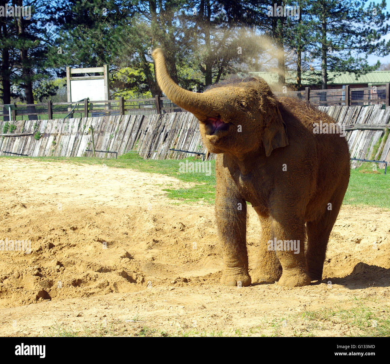 animals at zsl zoos Stock Photo - Alamy
