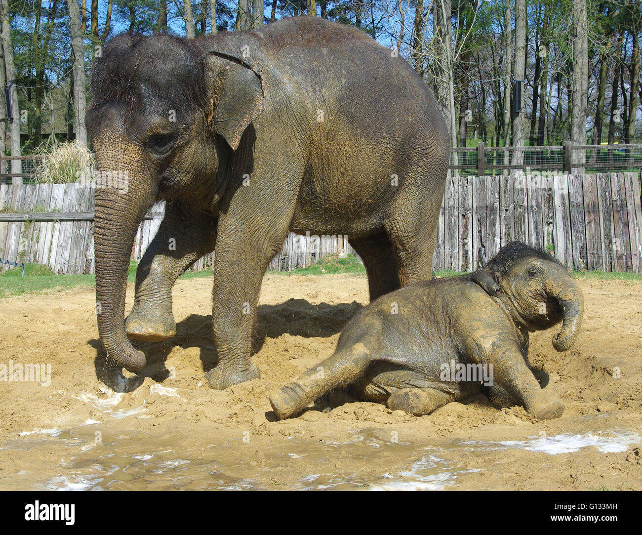 animals at zsl zoos Stock Photo - Alamy