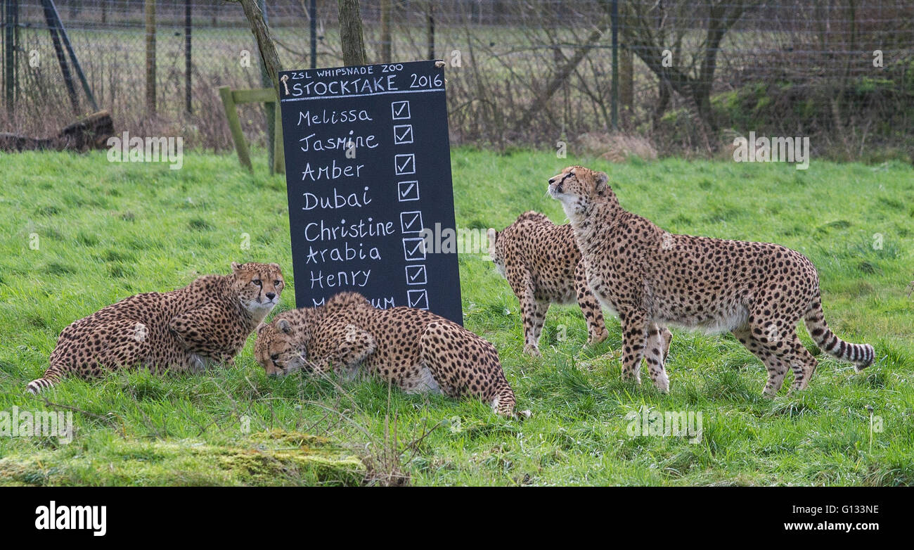 animals at zsl zoos Stock Photo - Alamy