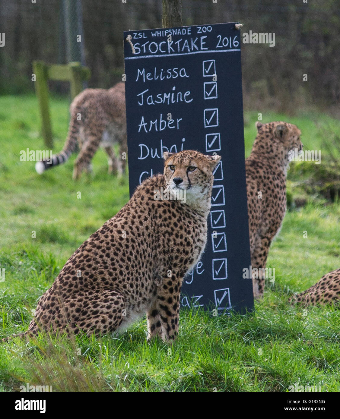 animals at zsl zoos Stock Photo - Alamy