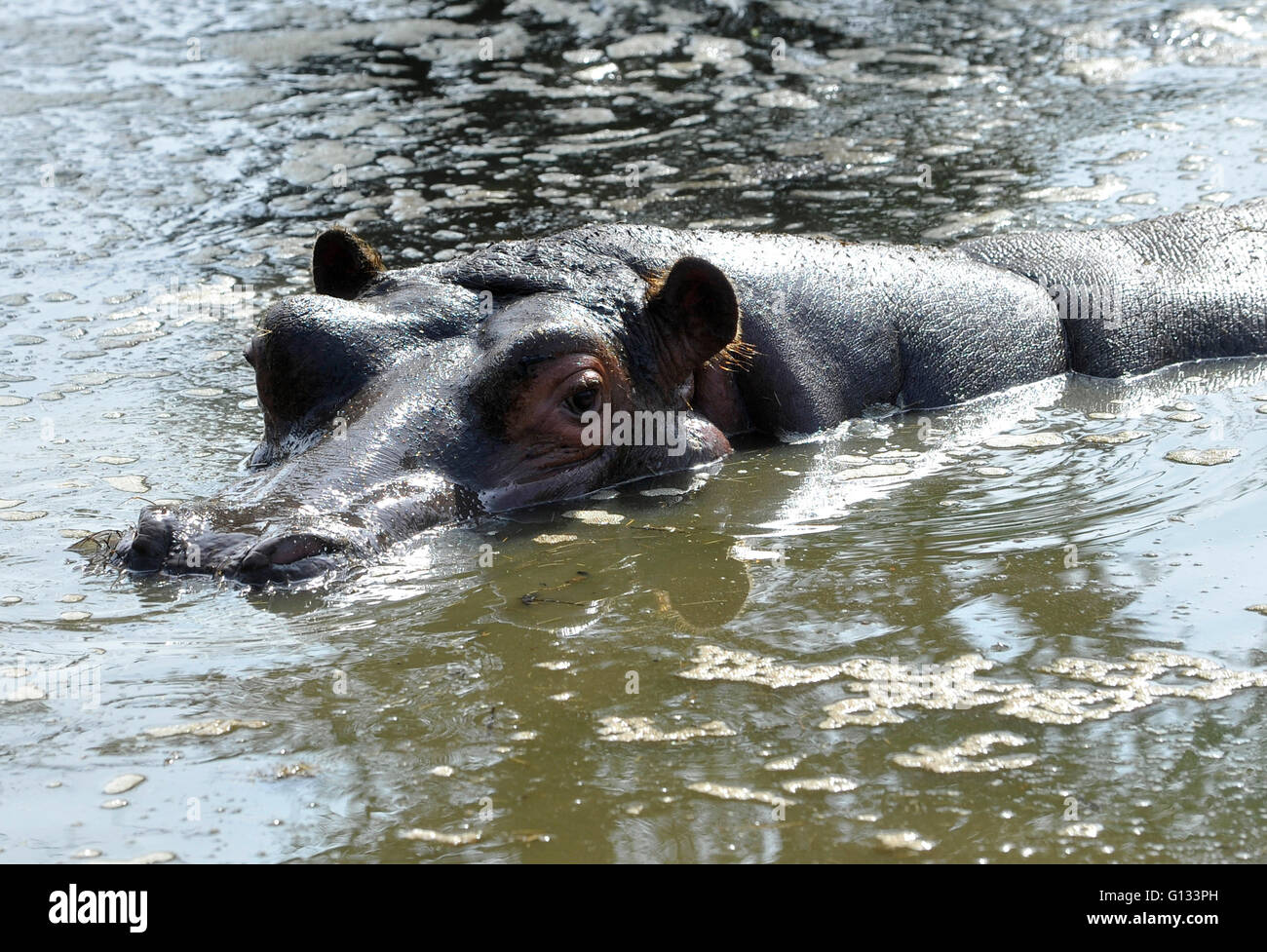 animals at zsl zoos Stock Photo - Alamy