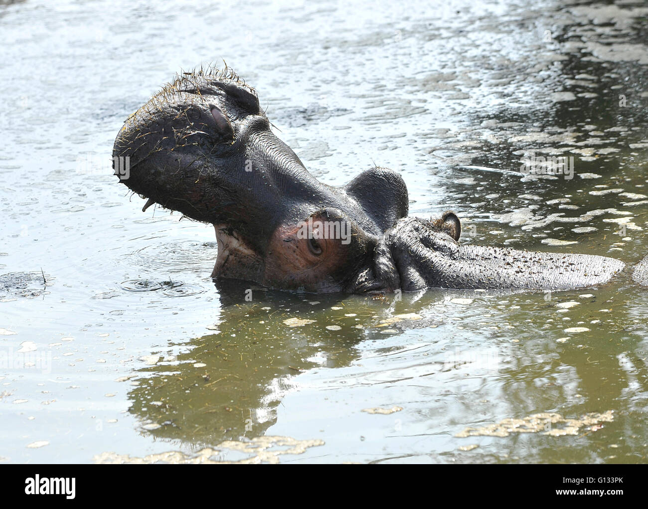 animals at zsl zoos Stock Photo - Alamy