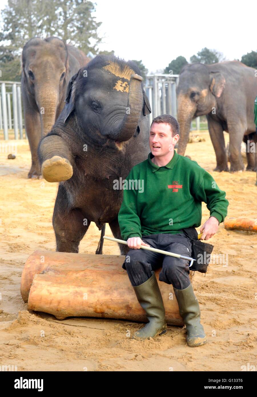 animals at zsl zoos Stock Photo - Alamy