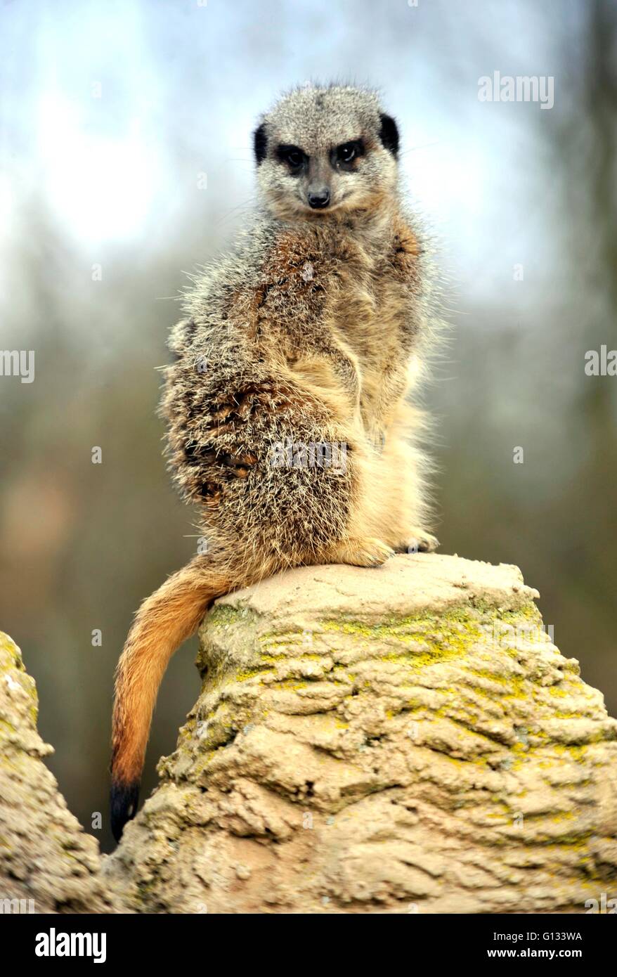 animals at zsl zoos Stock Photo - Alamy