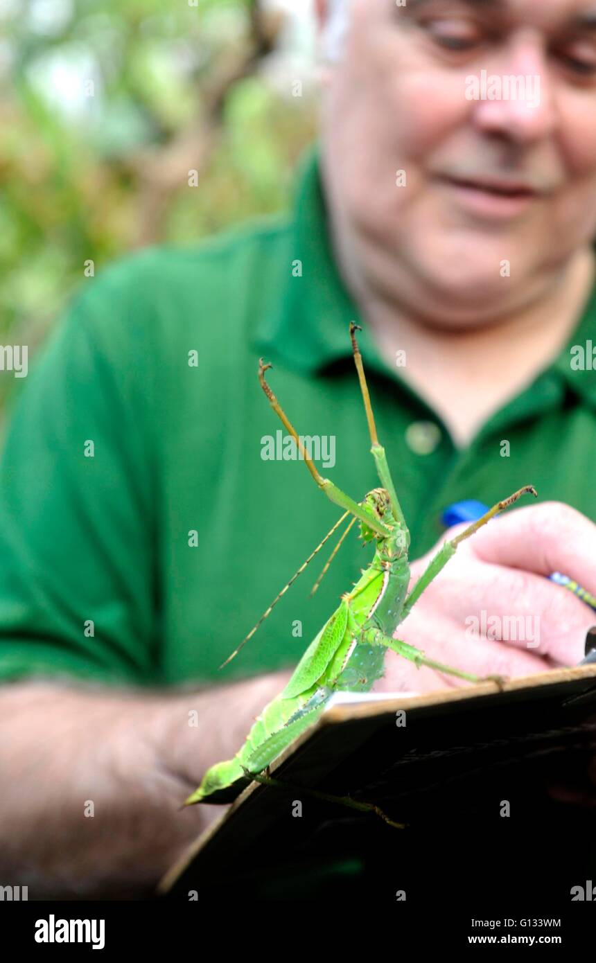 melvin lear with a Jungle Nymph stick insect at ZSL Whipsnade Zoo doing ...