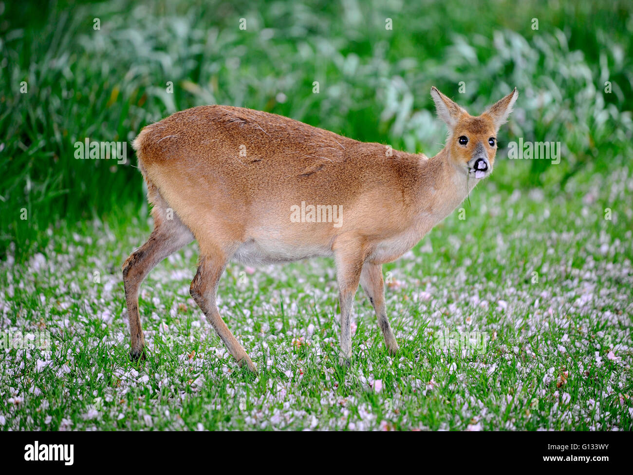 Muntjac dear store