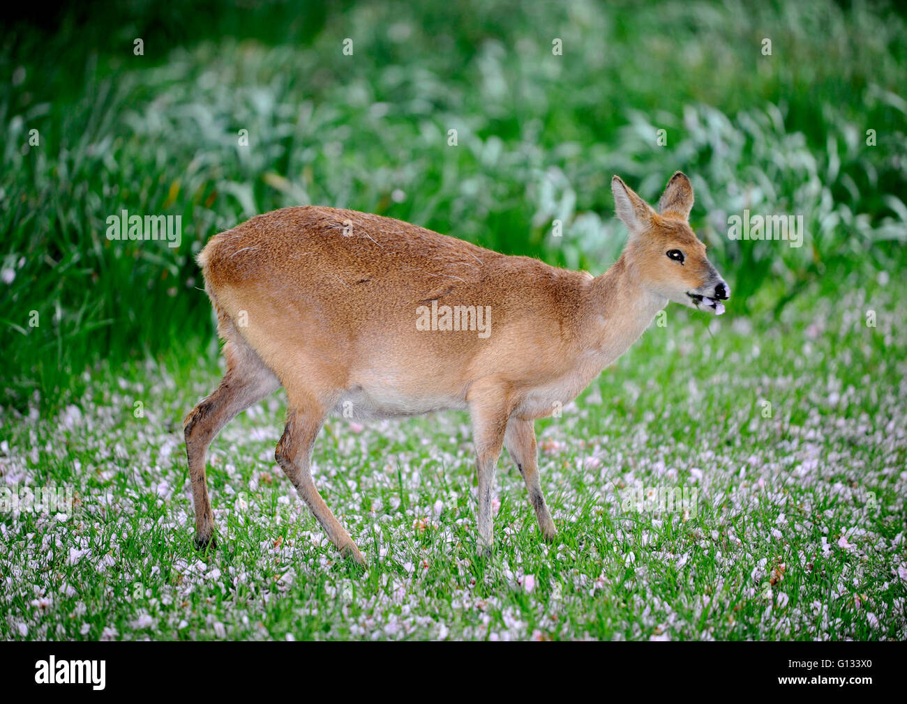 Muntjac Dear walking around zsl whipsnade zoo Stock Photo - Alamy