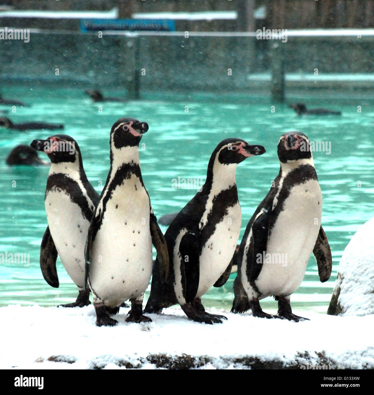 animals at zsl zoos Stock Photo - Alamy