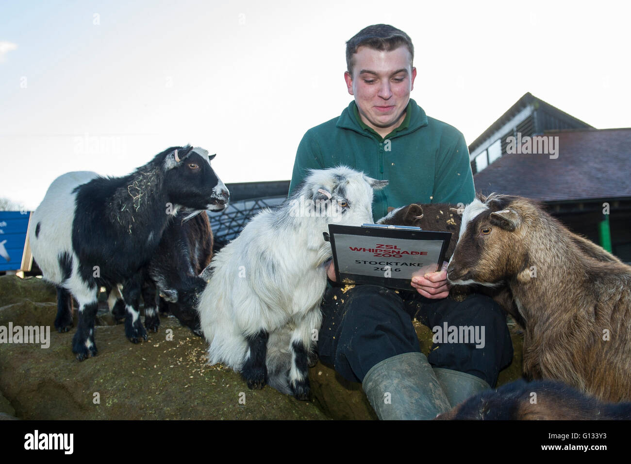 animals at zsl zoos Stock Photo - Alamy