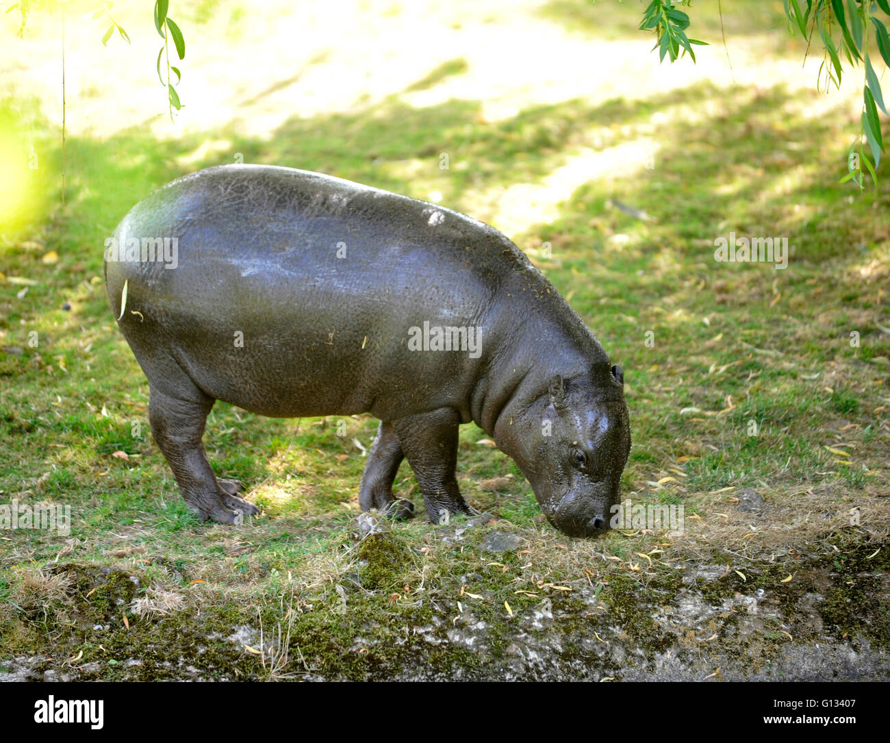 animals at zsl zoos Stock Photo - Alamy