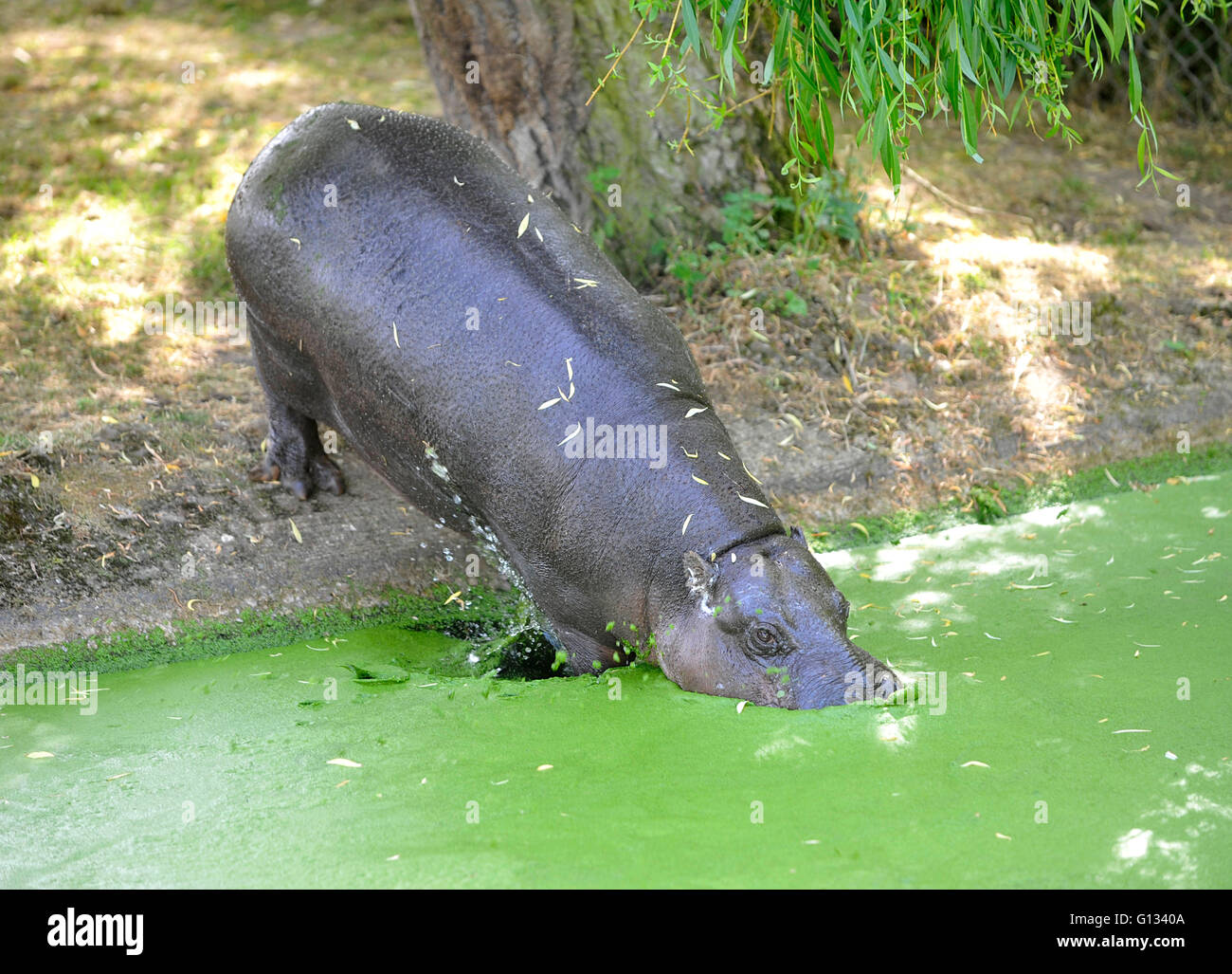 animals at zsl zoos Stock Photo - Alamy